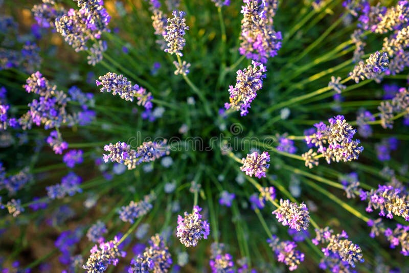 Lavender Flowering Bush Picture from Above 2 Stock Image - Image of ...