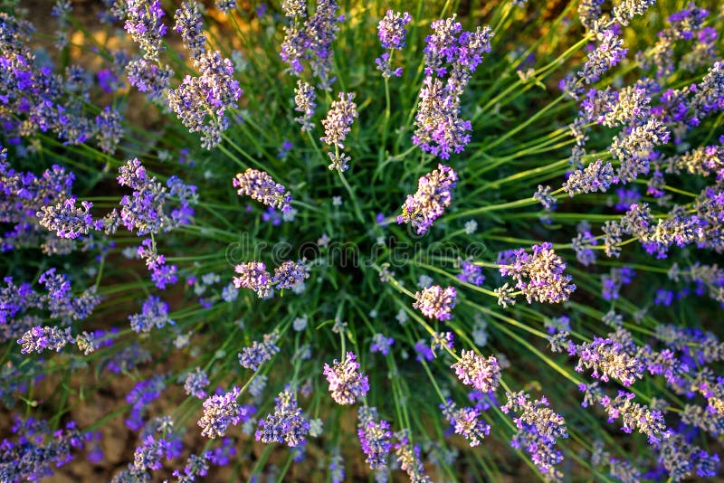 Lavender Flowering Bush Picture from Above 1 Stock Photo - Image of ...