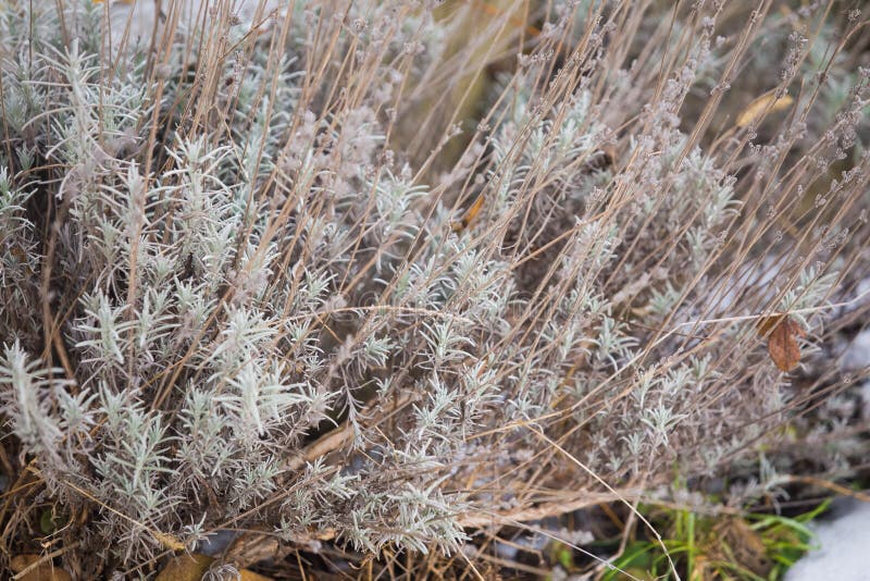 Lavender bush in snow stock photo. Image of plant, frozen - 138975700