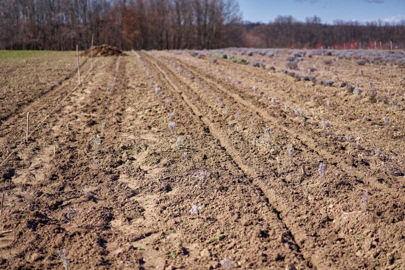 Lavender Bushes in the Spring Stock Image - Image of farmland, fresh ...