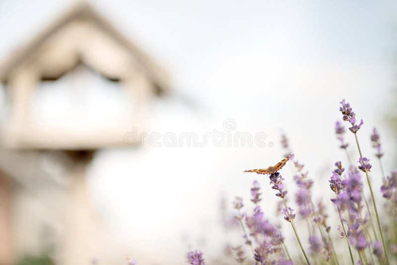 Lavender and the Butterfly and the Bird Box Stock Image - Image of ...