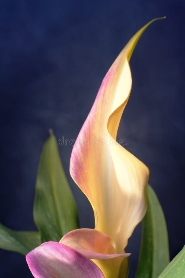 Calla lilly stock photo. Image of black, nature, blossom - 56895502