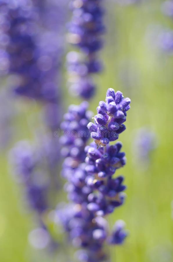 Lavender Close stock photo. Image of natural, plants - 62521934