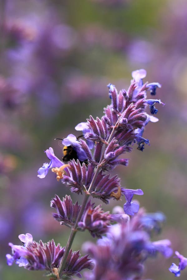 140,636 Picture Lavender Plant Stock Photos - Free & Royalty-Free Stock ...
