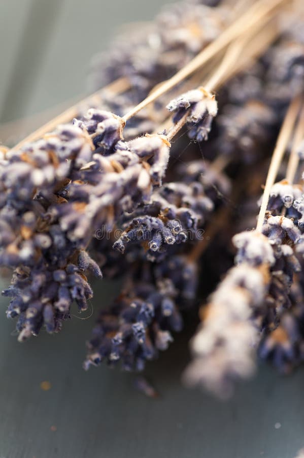 Lavender stock photo. Image of blooming, basket, lavender - 61976658