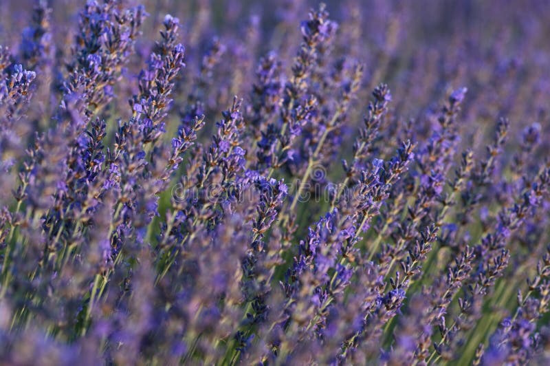 Lavender closeup stock image. Image of crop, botanical - 10392093