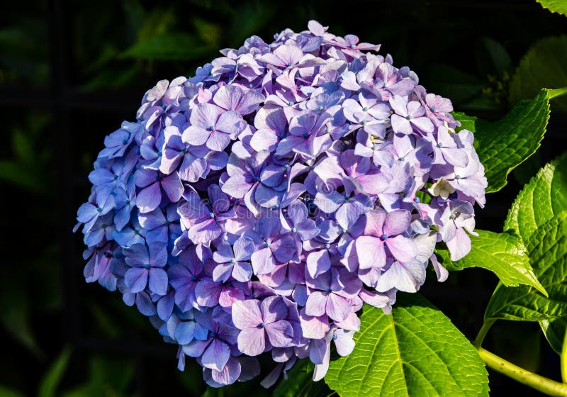 Lavender Cluster of Hydrangeas in Bloom Stock Image - Image of bloom ...