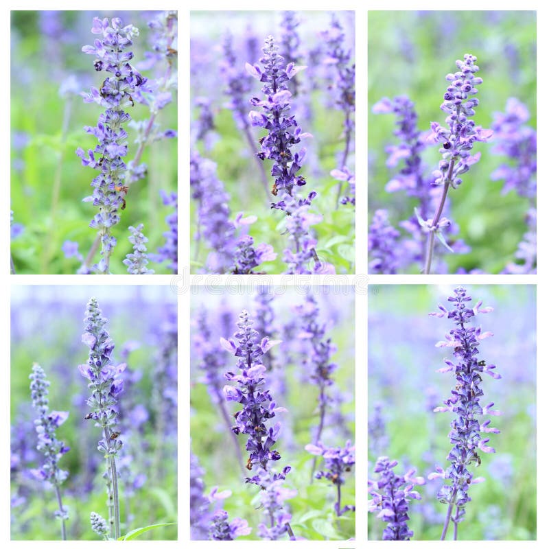 Lavender spa collage stock image. Image of aromatic, bunch - 15650391