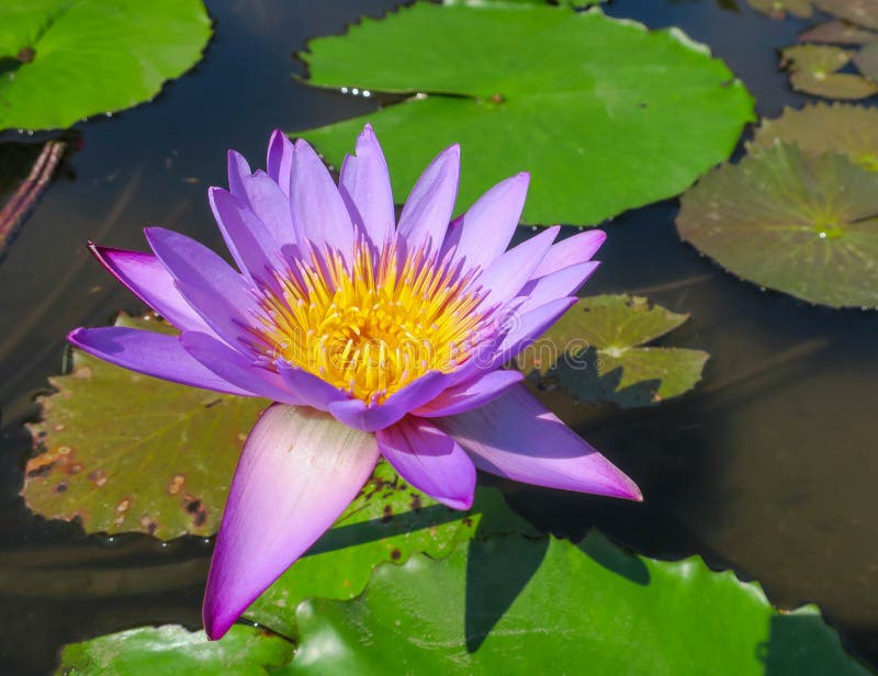 Lavender-colored Lotus in a Pond in the Bright Rays of the Sun Stock ...