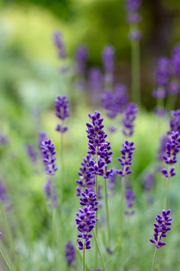 Lavender stock photo. Image of leaf, flora, golden, leaves - 77726828