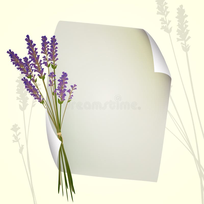 Lavender design stock illustration. Illustration of natural - 33037647