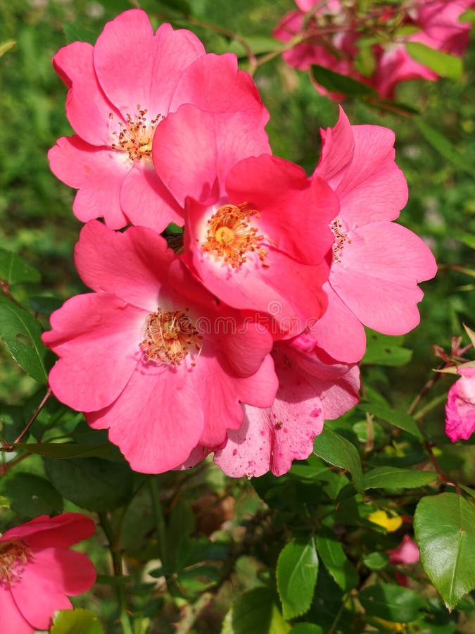 Lavender Dream, Shrub Rose stock photo. Image of pink - 383104838