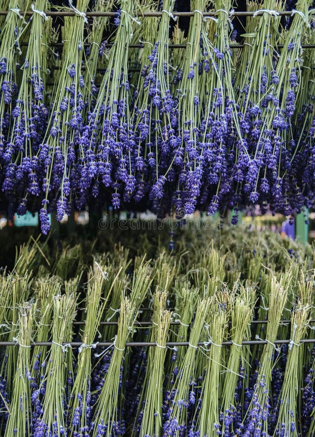 Lavender drying procedure stock image. Image of bouquet - 32943003