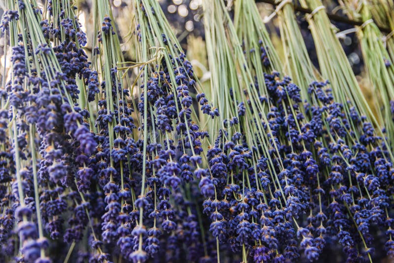 Lavender drying process stock photo. Image of hang, flora - 57125726