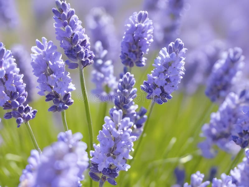 Lavender Elegance Unveiled. Close-Up Blooms. Stock Photo - Image of purity, natural: 318406586