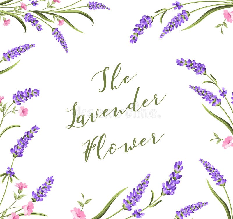 The lavender elegant card stock vector. Illustration of herbal - 63392789