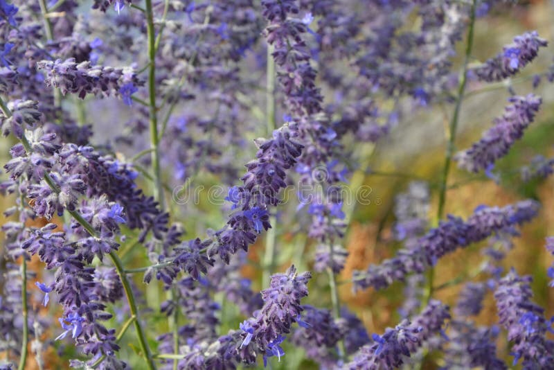 Lavender, English Lavender, Lilac, Plant Picture. Image: 120483213