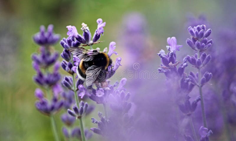 Lavender, English Lavender, Purple, Flower Stock Photo - Image of ...