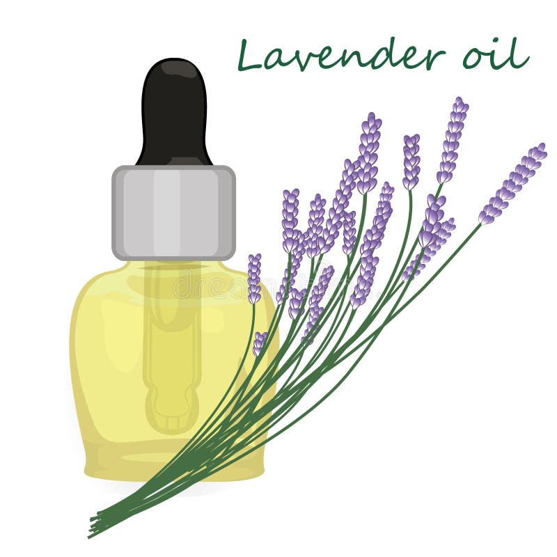 Lavender Essential Oil Vector Illustration Stock Vector - Illustration ...