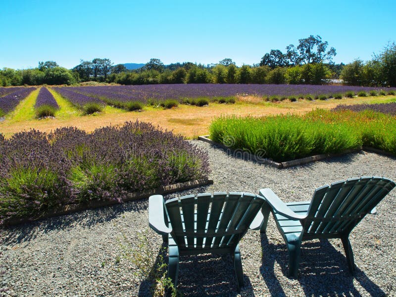 Lavender farm sunset stock image. Image of colorful, abundance - 26035833