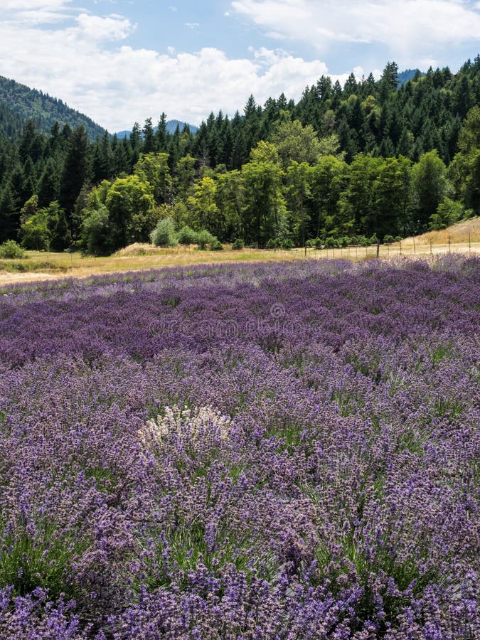 Lavender farm in bloom stock photo. Image of vegetation - 44504570