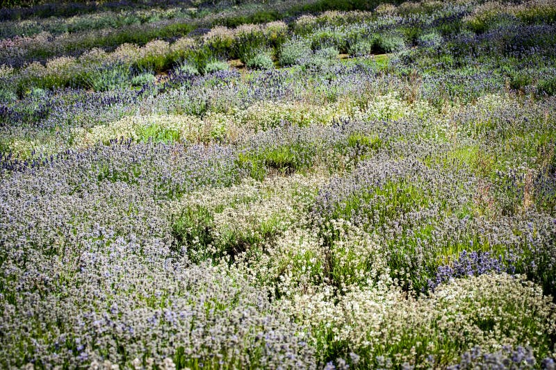 Lavender farm stock photo. Image of agriculture, flower - 75388890