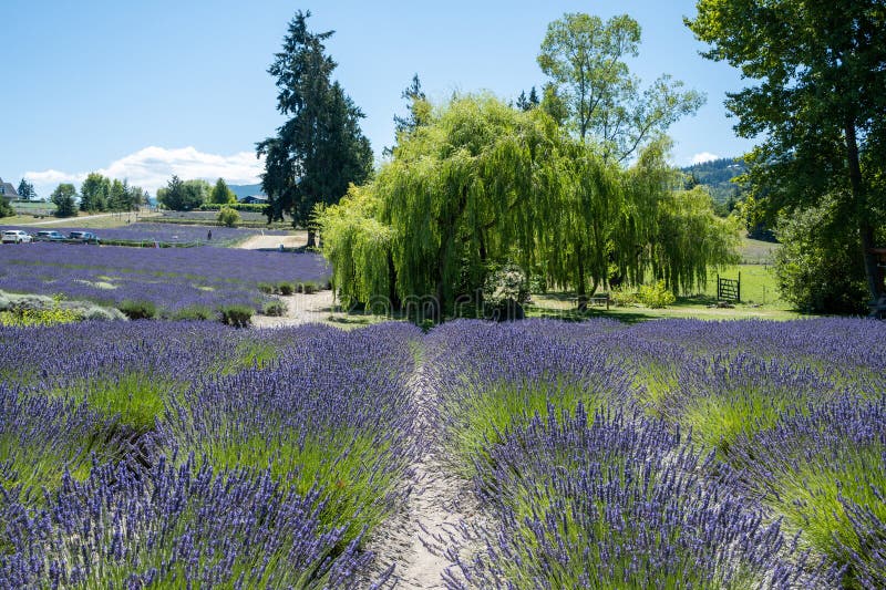 Lavender Farm in Sequim, Washington on Clear Sunny Summer Day ...