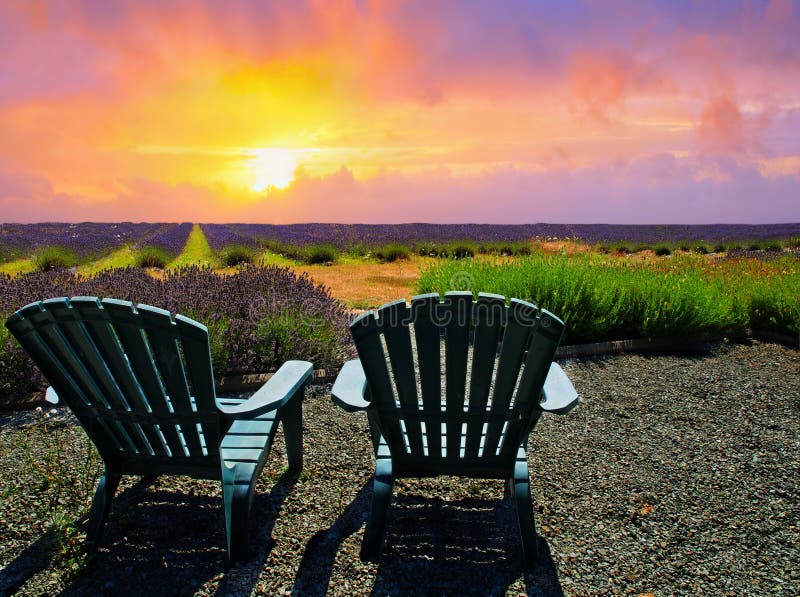 Lavender farm sunset stock image. Image of colorful, abundance - 26035833