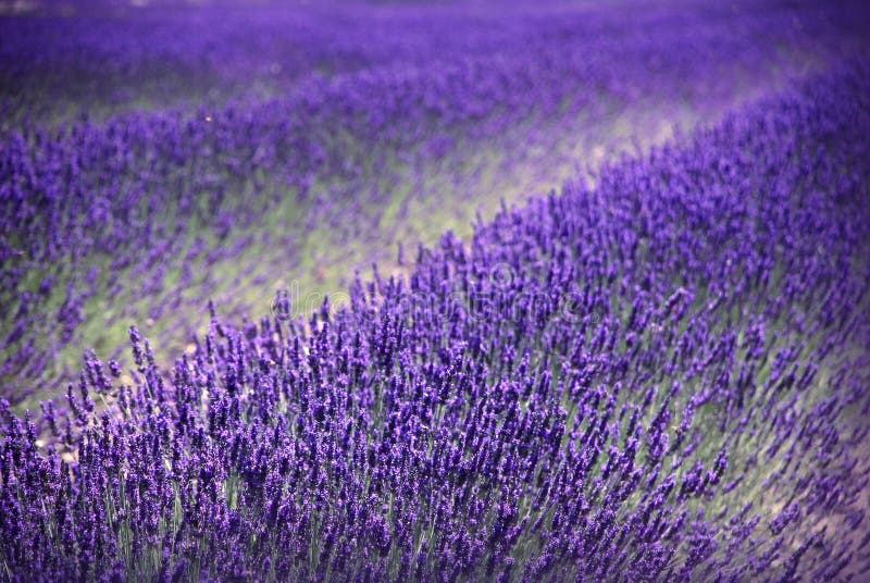 Lavender field stock photo. Image of picturesque, beautiful - 10226654