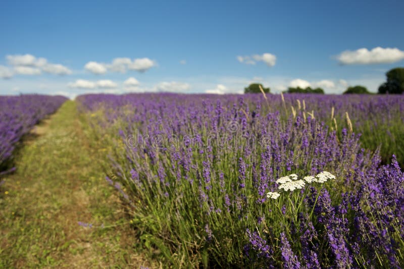 Lavender field stock photo. Image of purple, smelly, blooms - 10470230