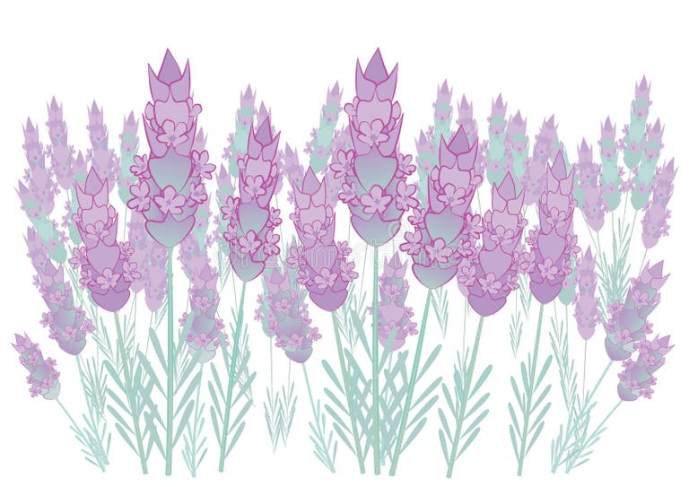 Beautiful Lavender Field Stock Illustrations – 22,100 Beautiful ...