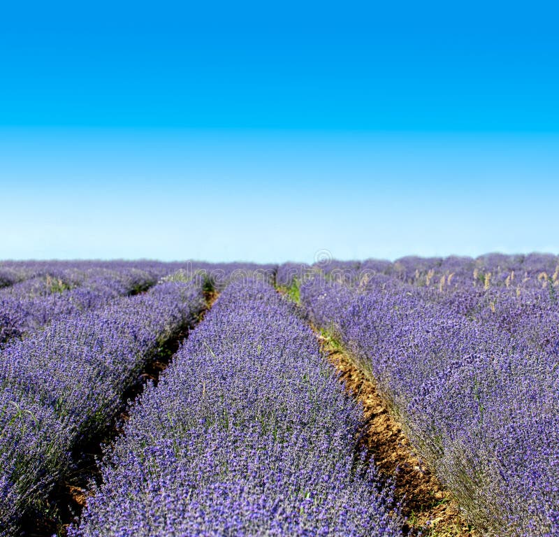 Lavender landscape stock image. Image of harvest, countryside - 5851767