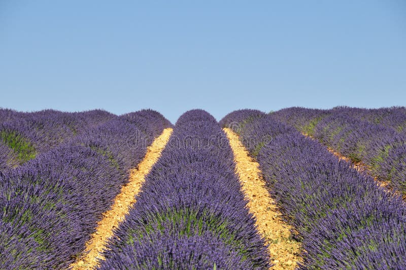 Lavender Field in the Cotswold Stock Photo - Image of lavender, purple ...