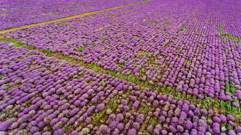 Lavender Field Aerial View. Stock Photo - Image of colorful, beauty ...