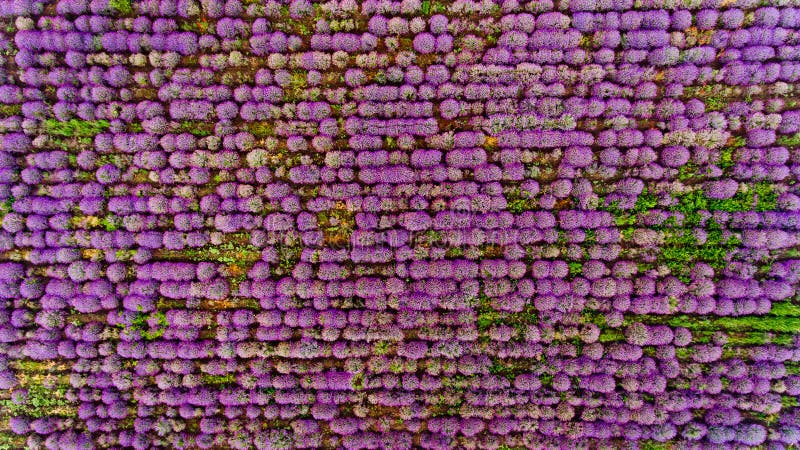 Lavender Field Aerial View. Stock Photo - Image of blooming, beauty ...