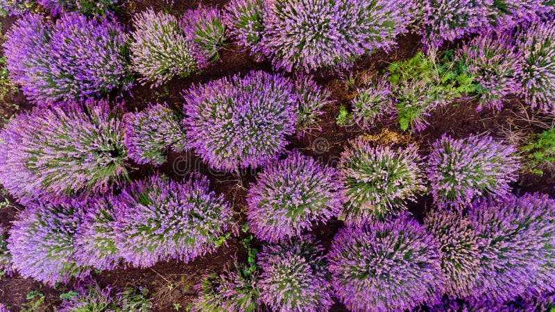 Lavender Field Aerial View. Stock Photo - Image of countryside, garden ...