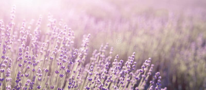 Lavender Field Banner. with Soft Light Effect for Floral Background on ...