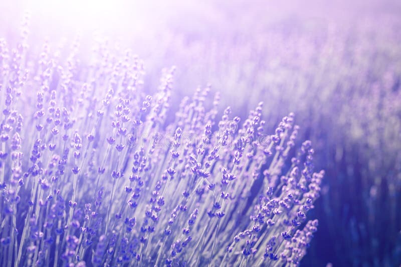Lavender Field Banner. with Soft Light Effect for Floral Background on ...