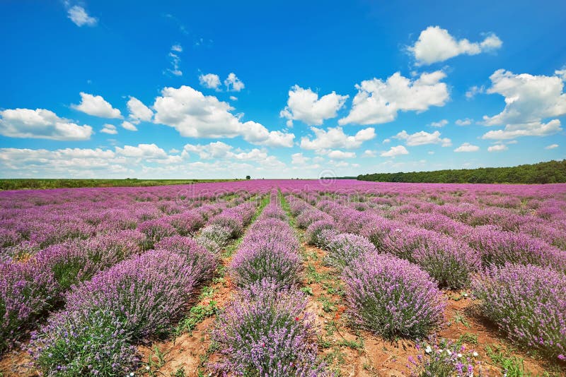 Lavender Field in Bulgaria stock image. Image of countryside - 121344197