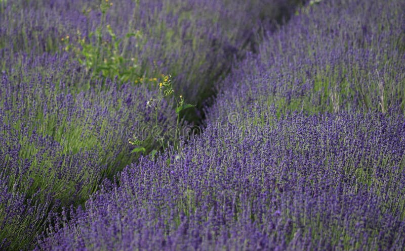 Lavender Field with Goose Thistle Stock Image - Image of angustifolia ...