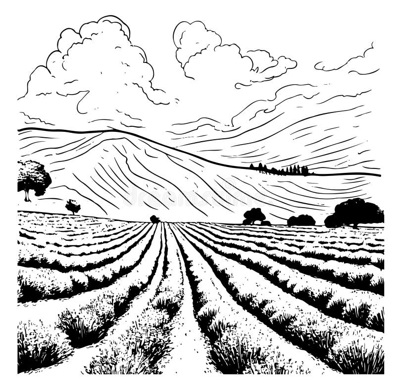 Lavender Field Hand Drawn Sketch Vector Illustration Stock Vector ...