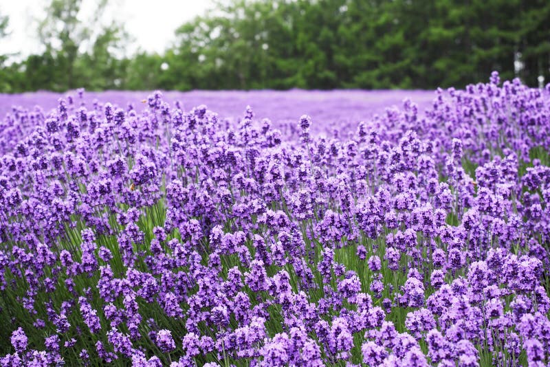 Lavender Field, Hokkaido, Japan Stock Image - Image of violet, nature ...