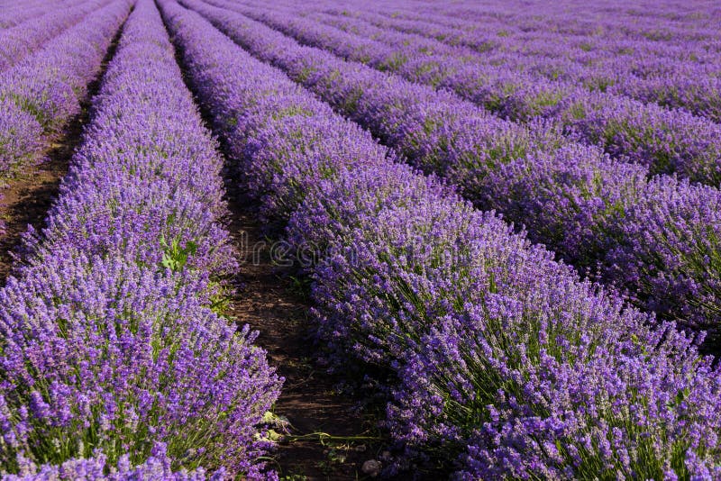 Flower Of Wild Rue Or Peganum Harmala In Cracks Stock Photo - Image of ...