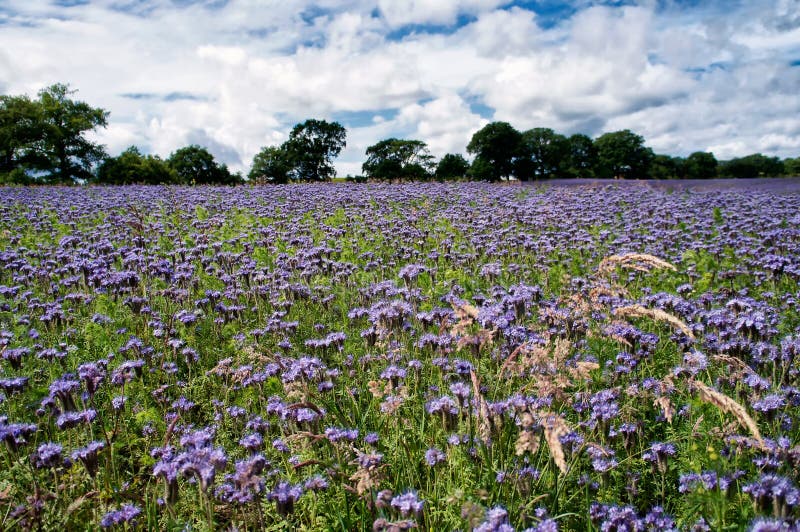 Lavender Field stock image. Image of nature, clouds, mecklenburg - 75951139