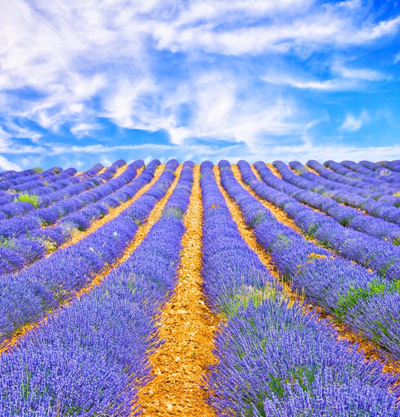 Provence lavender sunset stock image. Image of colorful - 18415959