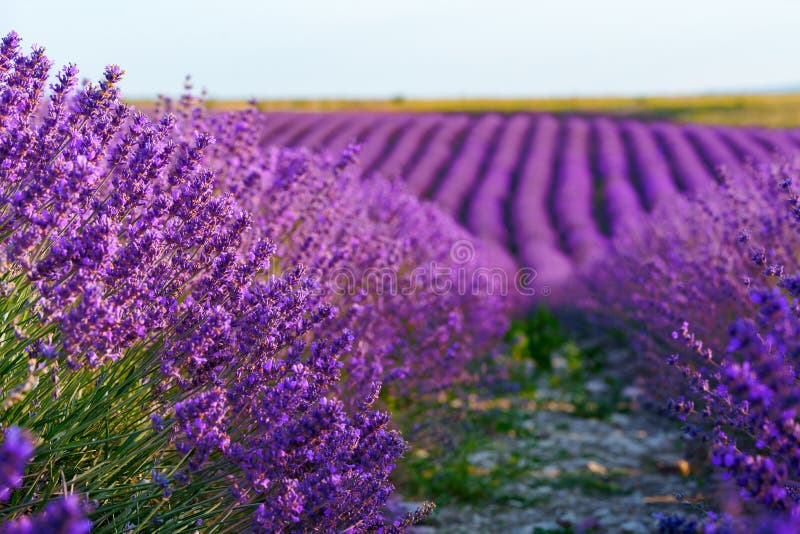 Lavender Field Rows in Summer on Sunset Stock Photo - Image of bloom ...