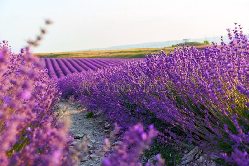 Lavender Field Rows in Summer on Sunset Stock Image - Image of color ...