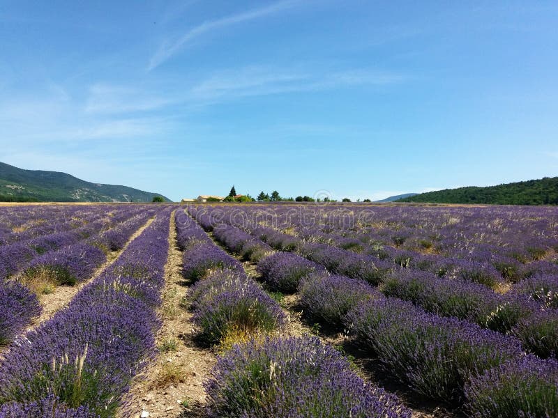 Lavender Field Sault France Imagem Editorial - Imagem de erva ...