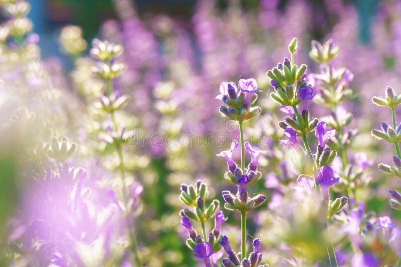Lavender Field Sunny Mood Closeup Background Stock Photo - Image of ...