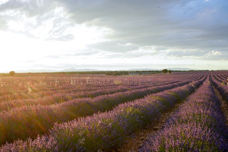 Lavender Field at Sunset stock image. Image of field - 202016887